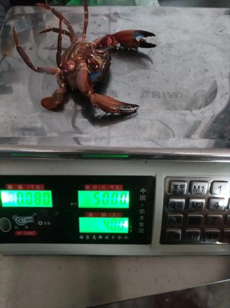 江苏螃蟹价格最新行情_2024年多少钱一斤-第3张图片-山城妙识