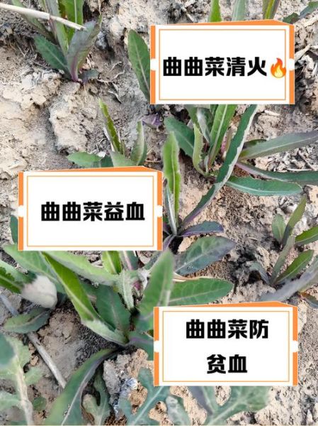 曲曲菜泡水喝的功效_曲曲菜泡水能天天喝吗-第2张图片-山城妙识