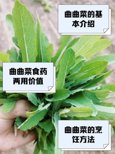 曲曲菜泡水喝的功效_曲曲菜泡水能天天喝吗-第1张图片-山城妙识