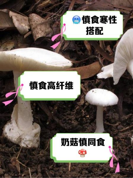 蘑菇不焯水直接炒可以吗_会不会中毒-第3张图片-山城妙识