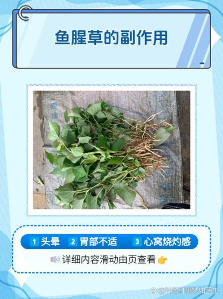 鱼腥草能治疗哪些病_鱼腥草怎么吃效果最好-第2张图片-山城妙识