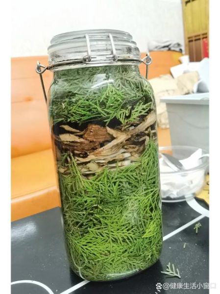 侧柏叶泡酒擦头有什么副作用_侧柏叶泡酒擦头会脱发吗-第2张图片-山城妙识 侧柏叶泡酒擦头有什么副作用_侧柏叶泡酒擦头会脱发吗-第2张图片-山城妙识