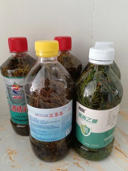 侧柏叶泡酒擦头有什么副作用_侧柏叶泡酒擦头会脱发吗-第1张图片-山城妙识 侧柏叶泡酒擦头有什么副作用_侧柏叶泡酒擦头会脱发吗-第1张图片-山城妙识