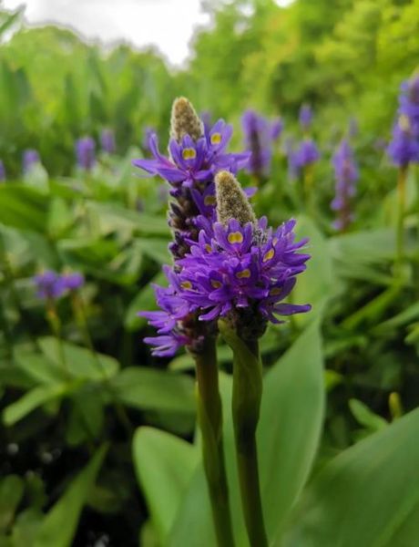 梭鱼草怎么养_梭鱼草可以水培吗-第2张图片-山城妙识 梭鱼草怎么养_梭鱼草可以水培吗-第2张图片-山城妙识