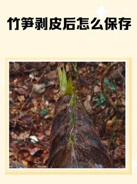 冬笋怎么剥皮_冬笋怎么吃-第1张图片-山城妙识