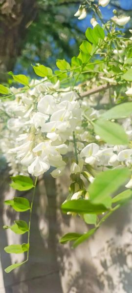 公园里的红槐花能吃吗_红槐花食用安全吗-第1张图片-山城妙识