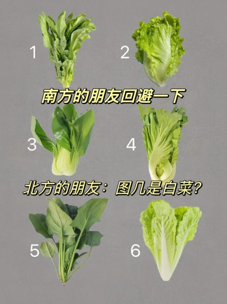 北方菜有哪些特色_北方菜和南方菜区别-第1张图片-山城妙识