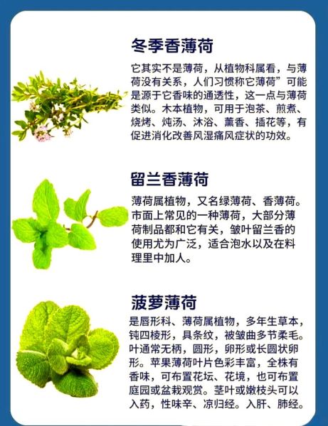 薄荷致癌是真的吗_薄荷醇安全剂量是多少-第1张图片-山城妙识