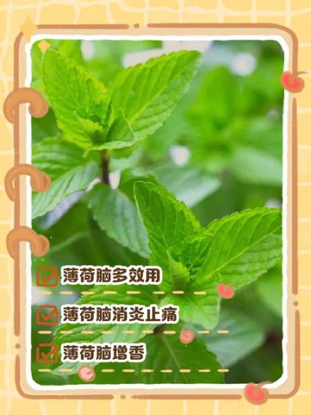 薄荷致癌是真的吗_薄荷醇安全剂量是多少-第3张图片-山城妙识