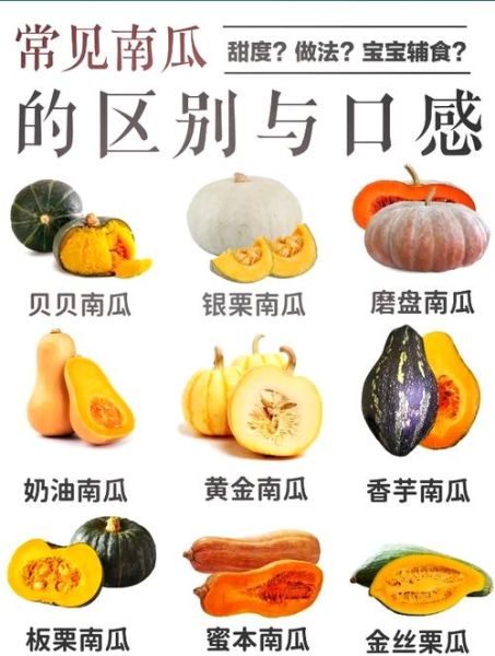 北瓜和南瓜的区别_如何一眼分辨-第2张图片-山城妙识 北瓜和南瓜的区别_如何一眼分辨-第2张图片-山城妙识