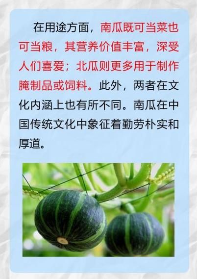 北瓜和南瓜的区别_如何一眼分辨-第1张图片-山城妙识 北瓜和南瓜的区别_如何一眼分辨-第1张图片-山城妙识