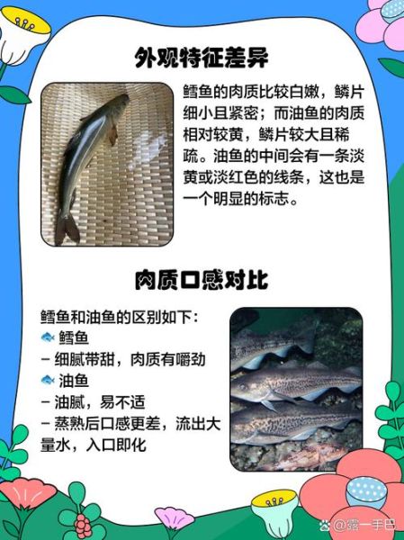 真鳕鱼和油鱼的区别_如何辨别真鳕鱼-第2张图片-山城妙识 真鳕鱼和油鱼的区别_如何辨别真鳕鱼-第2张图片-山城妙识