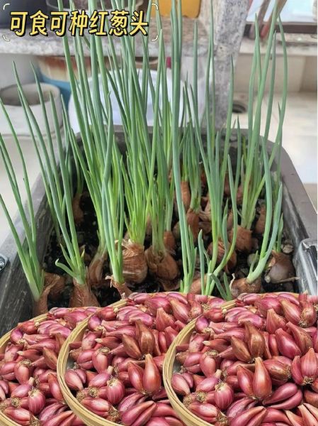 小香葱怎么种_小香葱种植时间和方法-第1张图片-山城妙识