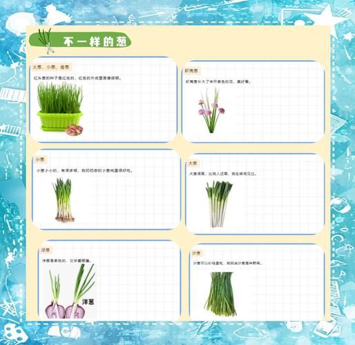 小香葱怎么种_小香葱种植时间和方法-第2张图片-山城妙识