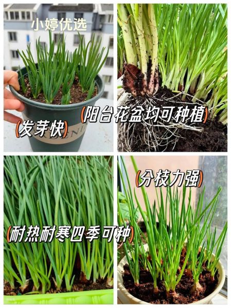 小香葱怎么种_小香葱种植时间和方法-第3张图片-山城妙识