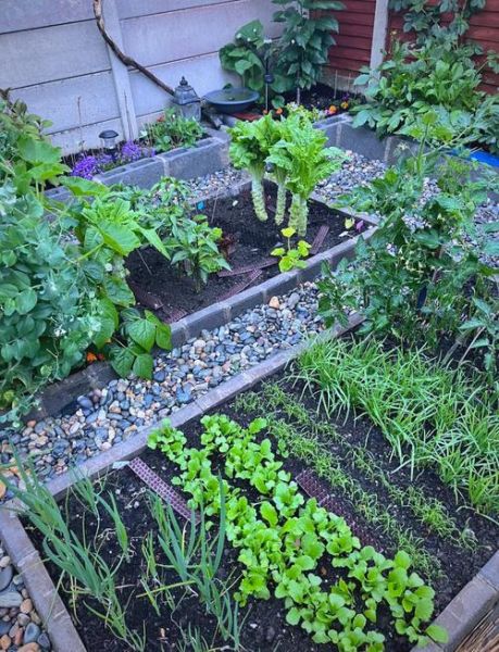 私家菜园怎么建_私家菜园种什么好-第2张图片-山城妙识