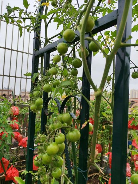 私家菜园怎么建_私家菜园种什么好-第3张图片-山城妙识