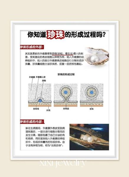 河蚌里有珍珠吗_怎么判断河蚌有珍珠-第1张图片-山城妙识