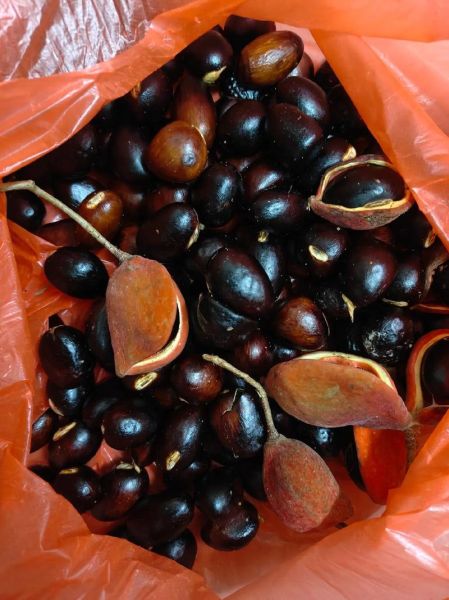 九层皮果怎么吃_九层皮果食用方法图解-第3张图片-山城妙识