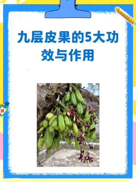 九层皮果怎么吃_九层皮果食用方法图解-第2张图片-山城妙识