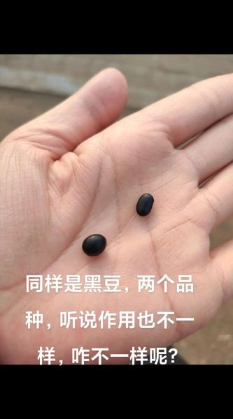 小黑豆和大黑豆的区别_哪个营养价值更高-第2张图片-山城妙识