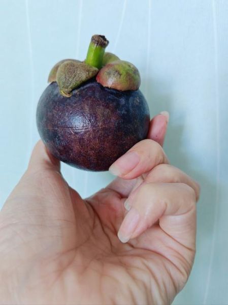 山竹怎么挑_山竹多少钱一斤-第2张图片-山城妙识