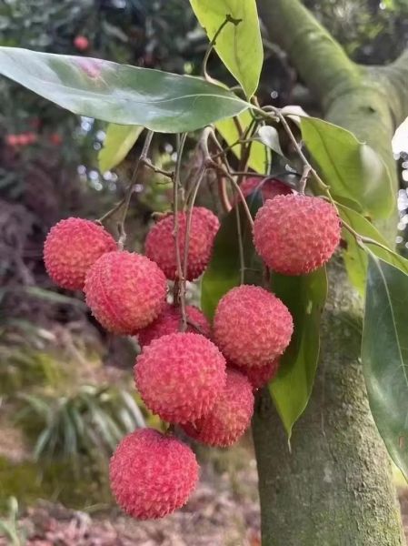 桂味荔枝多少钱一斤_2024最新行情-第1张图片-山城妙识