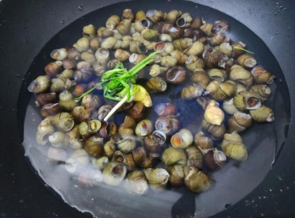 炒沙螺的家常做法_沙螺怎么炒才好吃-第2张图片-山城妙识