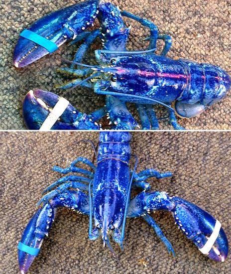 大王鱿有多大_大王鱿和巨型乌贼区别-第1张图片-山城妙识 大王鱿有多大_大王鱿和巨型乌贼区别-第1张图片-山城妙识