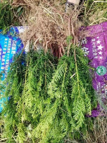 红豆杉价格多少钱一棵_红豆杉7年苗市场价-第1张图片-山城妙识 红豆杉价格多少钱一棵_红豆杉7年苗市场价-第1张图片-山城妙识