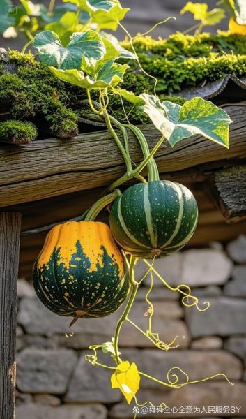 南瓜英语怎么读音_发音技巧与误区-第3张图片-山城妙识 南瓜英语怎么读音_发音技巧与误区-第3张图片-山城妙识