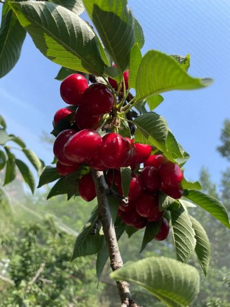 cherry怎么读_cherry发音技巧-第2张图片-山城妙识 cherry怎么读_cherry发音技巧-第2张图片-山城妙识