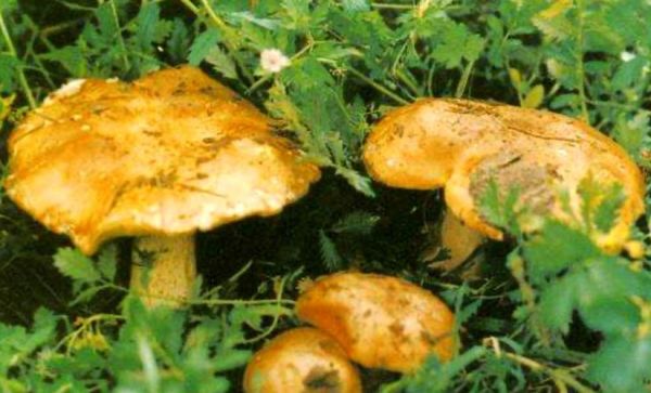 东北野生蘑菇种类大全_哪些蘑菇可以安全采摘-第3张图片-山城妙识 东北野生蘑菇种类大全_哪些蘑菇可以安全采摘-第3张图片-山城妙识