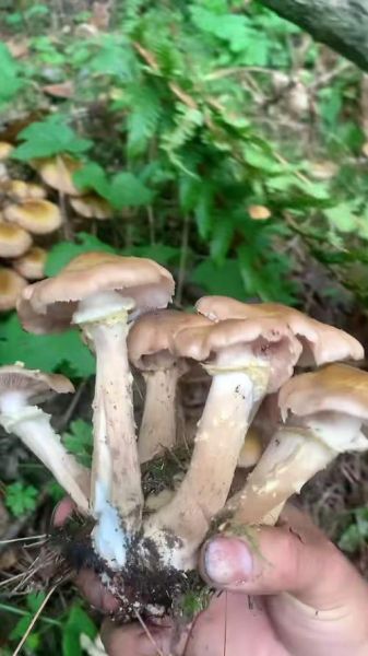 东北野生蘑菇种类大全_哪些蘑菇可以安全采摘-第1张图片-山城妙识 东北野生蘑菇种类大全_哪些蘑菇可以安全采摘-第1张图片-山城妙识