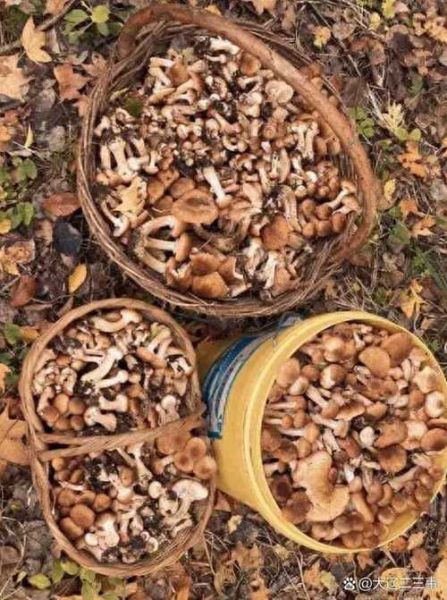 东北野生蘑菇种类大全_哪些蘑菇可以安全采摘-第2张图片-山城妙识 东北野生蘑菇种类大全_哪些蘑菇可以安全采摘-第2张图片-山城妙识