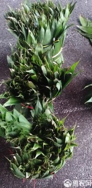 箬叶读音是什么_箬叶怎么读拼音-第3张图片-山城妙识 箬叶读音是什么_箬叶怎么读拼音-第3张图片-山城妙识