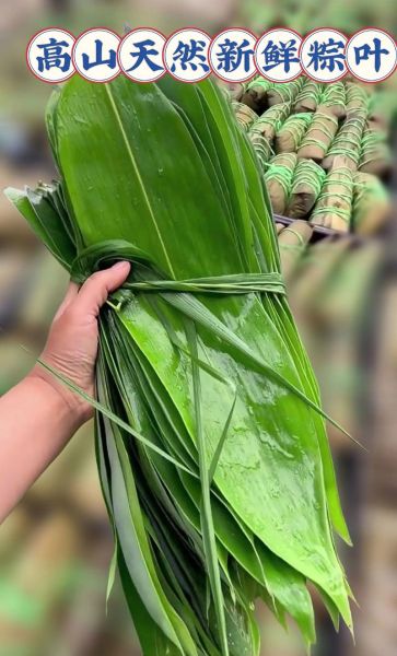 箬叶读音是什么_箬叶怎么读拼音-第2张图片-山城妙识 箬叶读音是什么_箬叶怎么读拼音-第2张图片-山城妙识