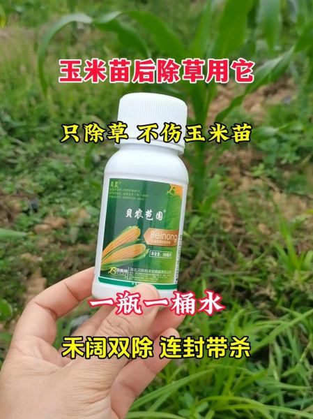 玉米地里套种什么最赚钱_玉米地里除草剂怎么选-第1张图片-山城妙识