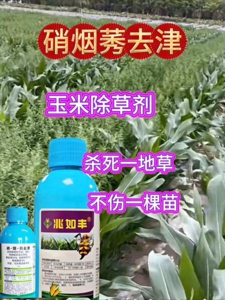 玉米地里套种什么最赚钱_玉米地里除草剂怎么选-第3张图片-山城妙识