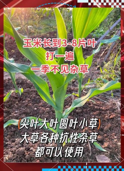 玉米地里套种什么最赚钱_玉米地里除草剂怎么选-第2张图片-山城妙识