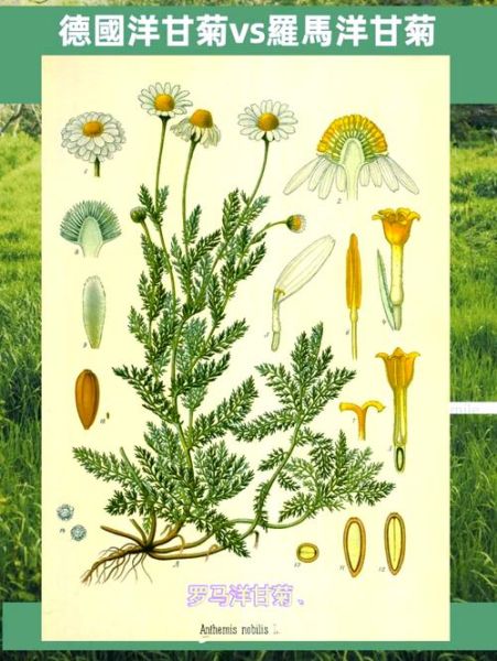 洋甘菊的花语是什么_洋甘菊的寓意有哪些-第1张图片-山城妙识 洋甘菊的花语是什么_洋甘菊的寓意有哪些-第1张图片-山城妙识