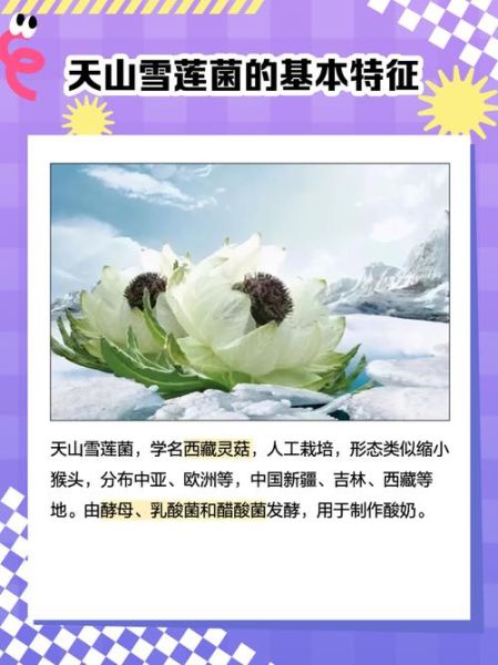雪莲菌图片真假辨别_雪莲菌功效与作用-第2张图片-山城妙识 雪莲菌图片真假辨别_雪莲菌功效与作用-第2张图片-山城妙识