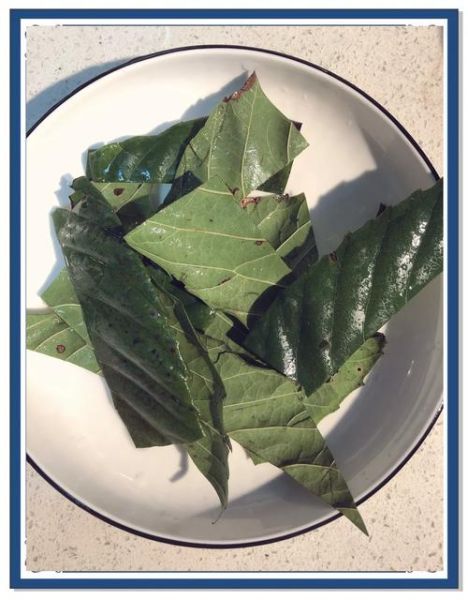 新鲜枇杷叶煮水有毒吗_枇杷叶怎么煮才安全-第3张图片-山城妙识
