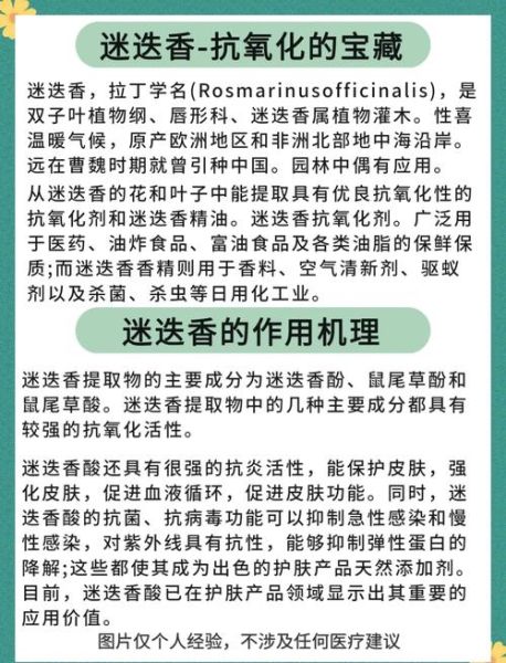 迷迭香茶的功效与作用_迷迭香茶怎么喝才健康-第1张图片-山城妙识