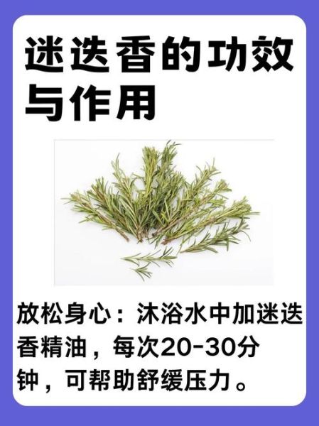 迷迭香茶的功效与作用_迷迭香茶怎么喝才健康-第2张图片-山城妙识