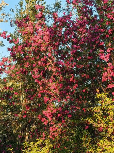 紫槐树花期多久_紫槐树耐寒多少度-第3张图片-山城妙识