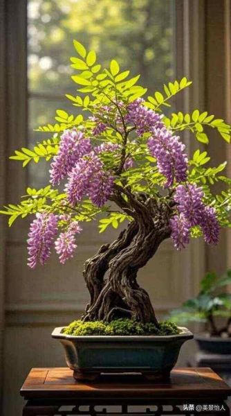 紫槐树花期多久_紫槐树耐寒多少度-第2张图片-山城妙识