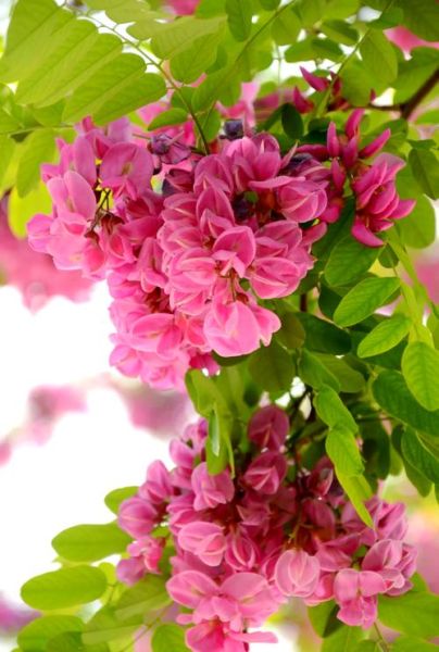 紫槐树花期多久_紫槐树耐寒多少度-第1张图片-山城妙识