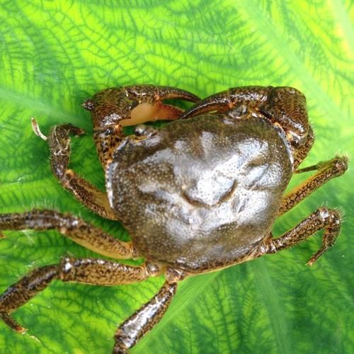 石蟹为什么那么便宜_石蟹和梭子蟹价格差在哪-第1张图片-山城妙识