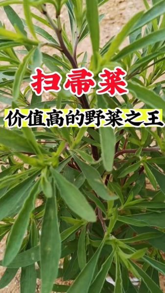 扫帚菜的功效与作用_扫帚菜怎么吃最养生-第2张图片-山城妙识 扫帚菜的功效与作用_扫帚菜怎么吃最养生-第2张图片-山城妙识